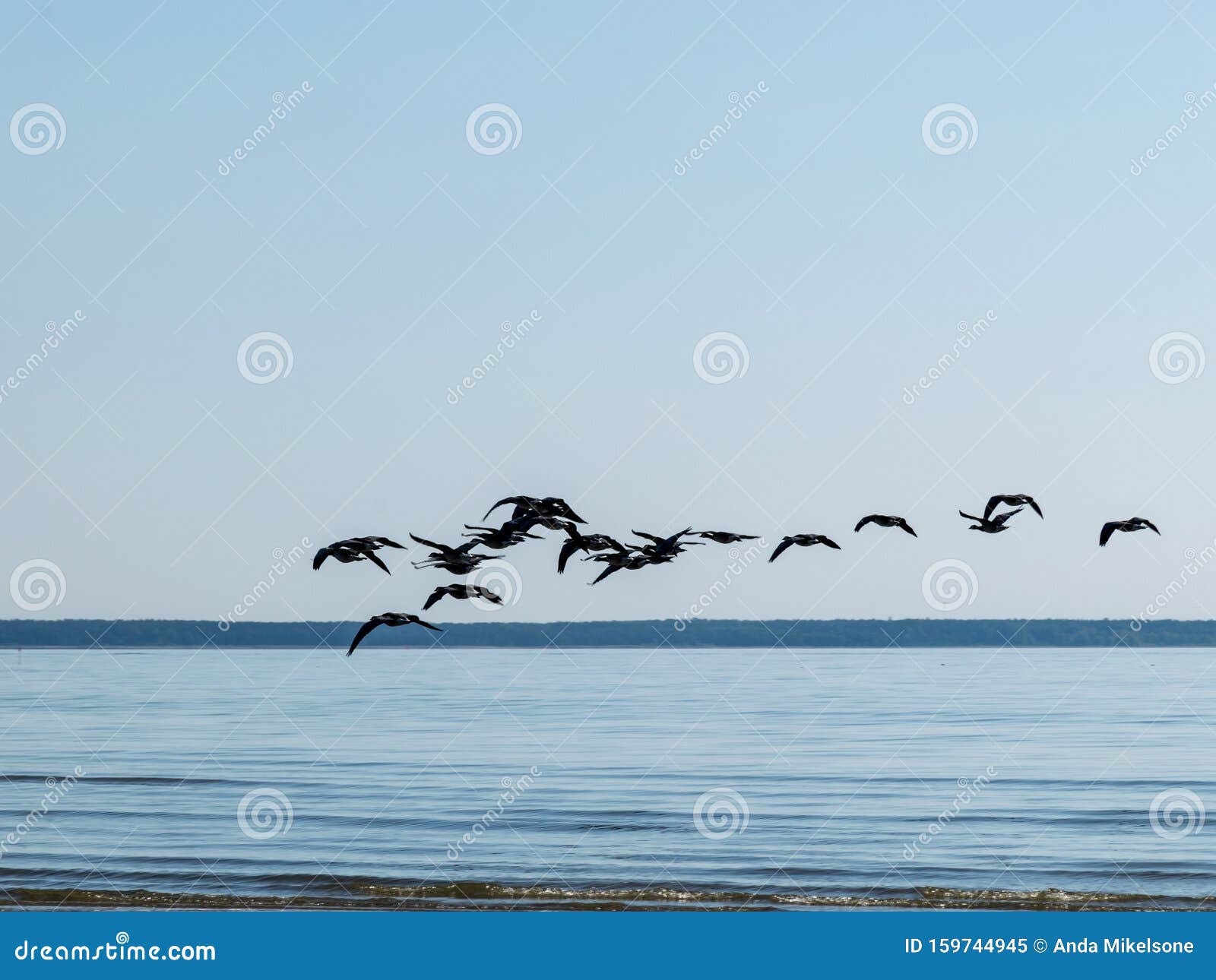 Sea Landscape with Flying Birds Over the Sea Stock Image - Image of ...