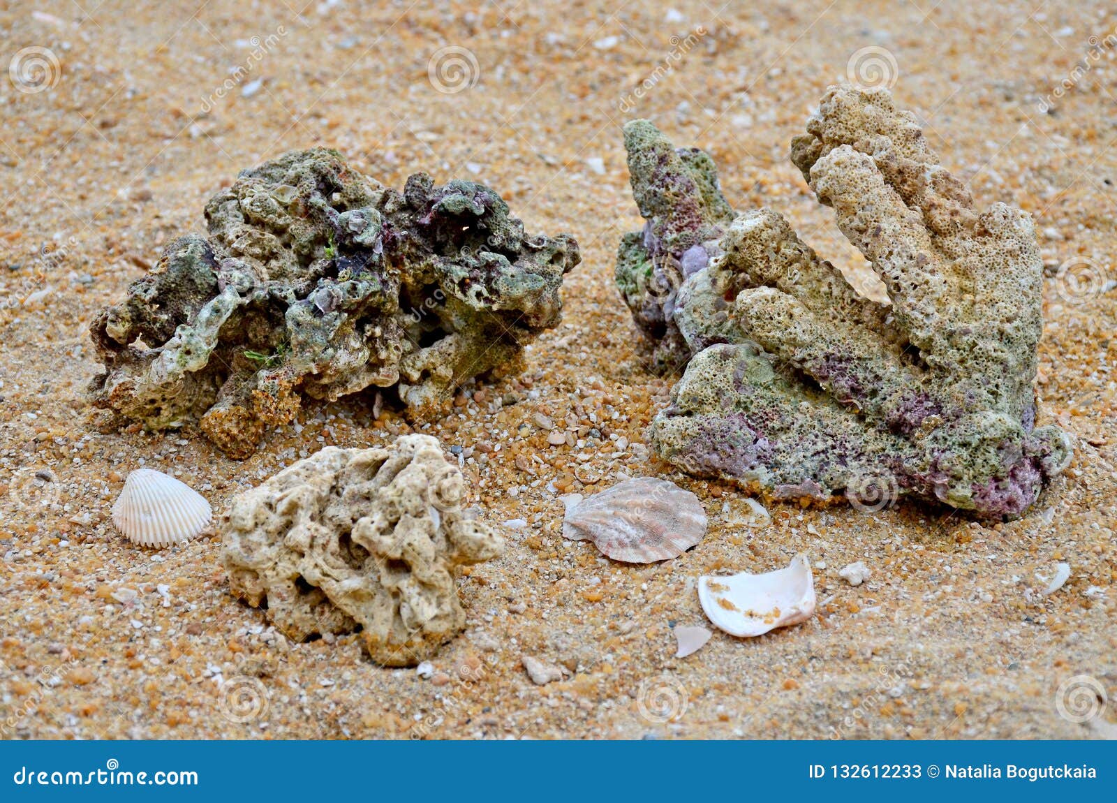 Beautiful Sea Natural Material Corals and the Shells Stock Image ...