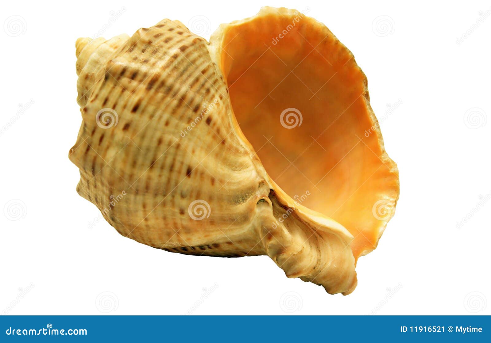 Beautiful sea shell stock image. Image of conch, serene - 11916521