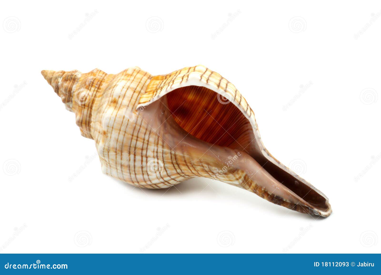 Beautiful Sea Shell stock image. Image of worn, strata - 18112093