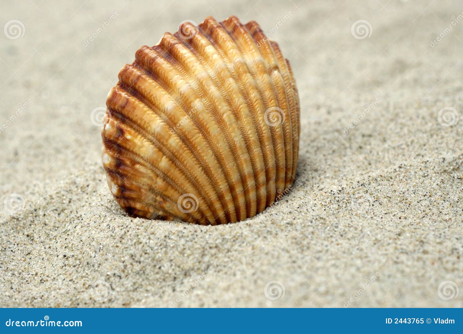 Beautiful Sea Shell stock image. Image of copy, vacations - 2443765