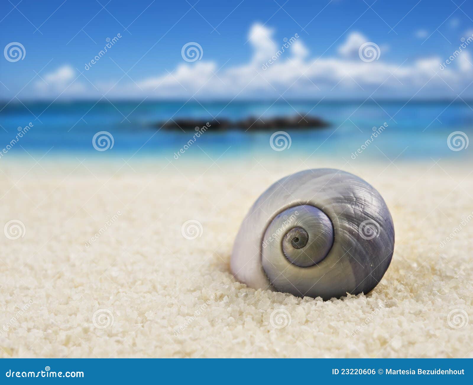 Beautiful Sea Shell on the Beach Stock Photo - Image of design, island ...