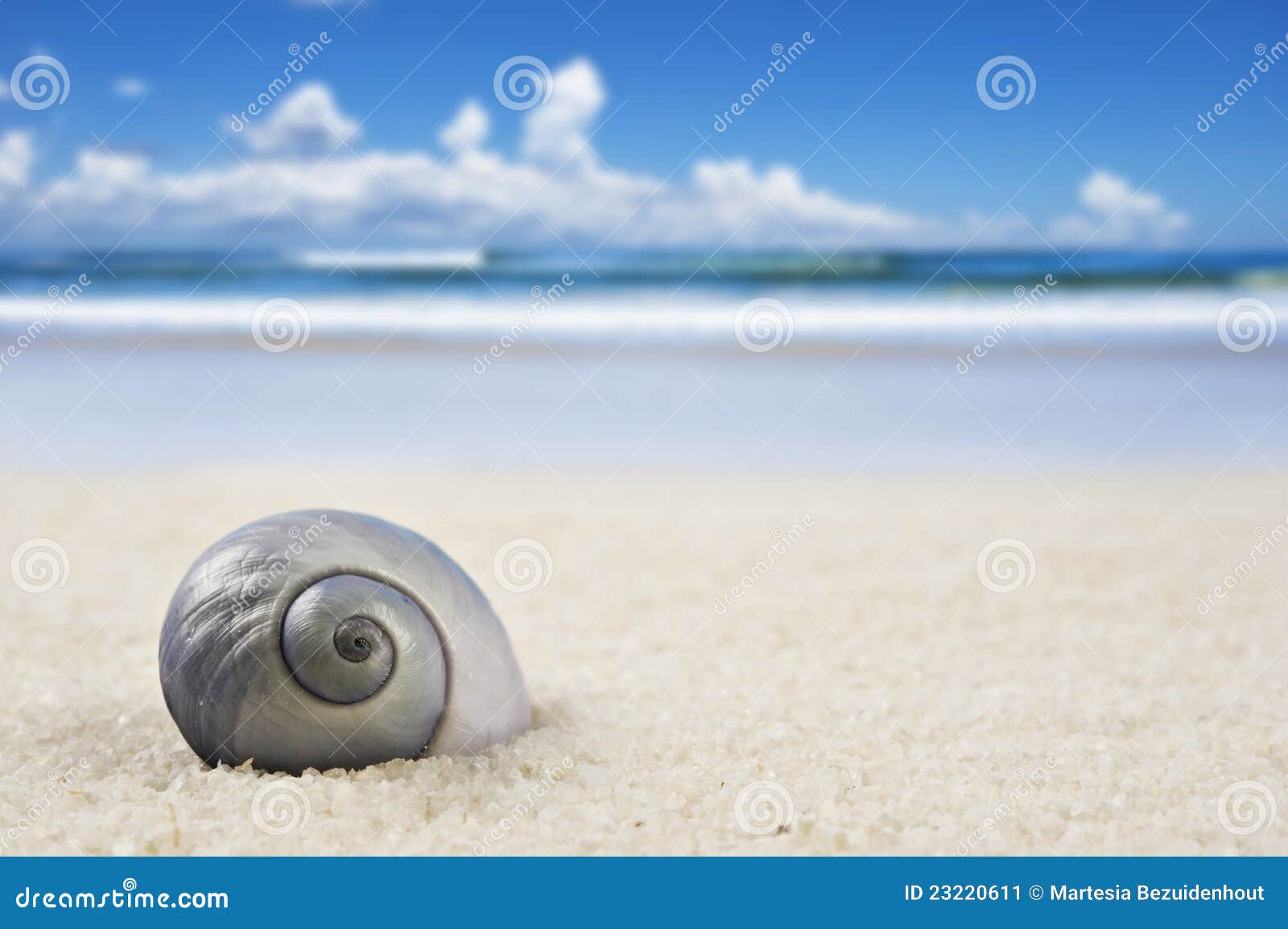 Beautiful Sea Shell on the Beach Stock Image - Image of reef ...