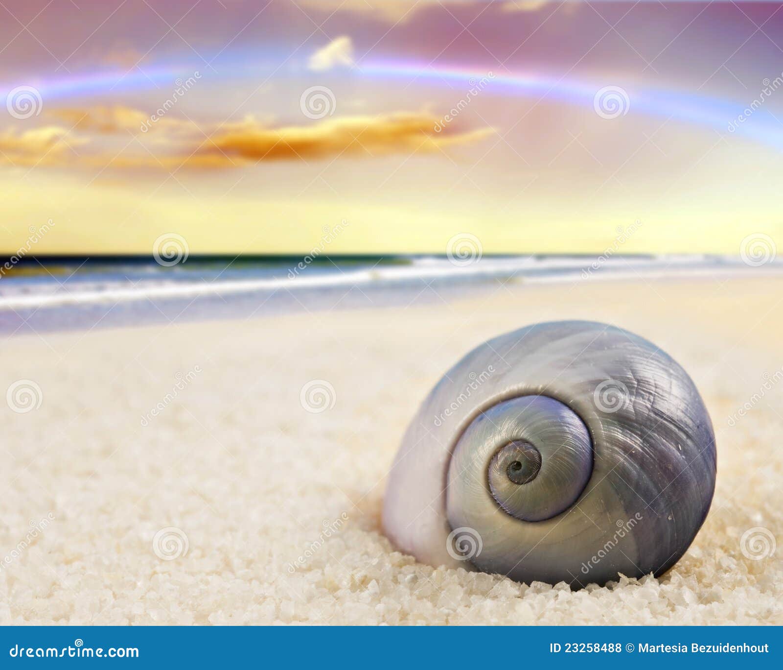 Beautiful Sea Shell on the Beach Stock Photo - Image of reef, beautiful ...