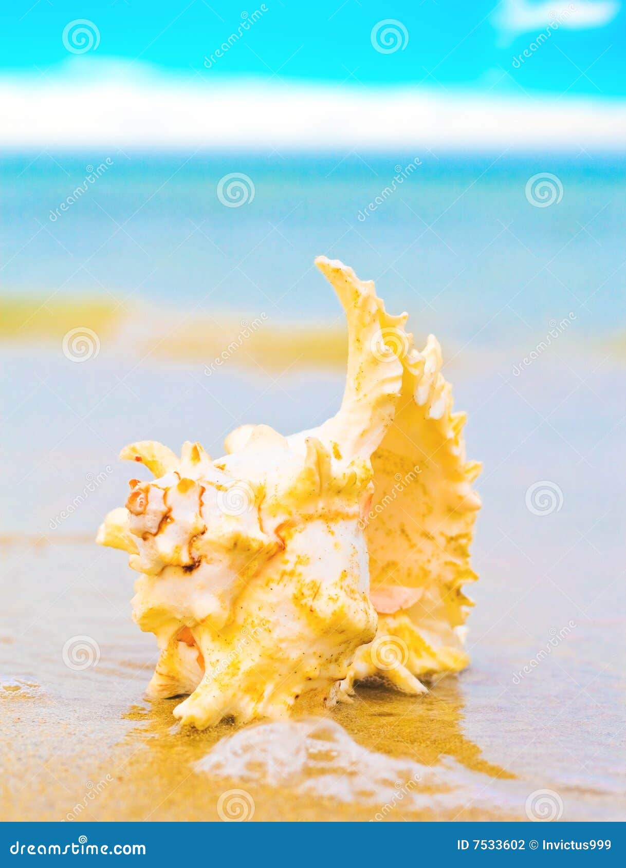 Beautiful Sea Shell on a Beach Stock Photo - Image of exotic, coast ...