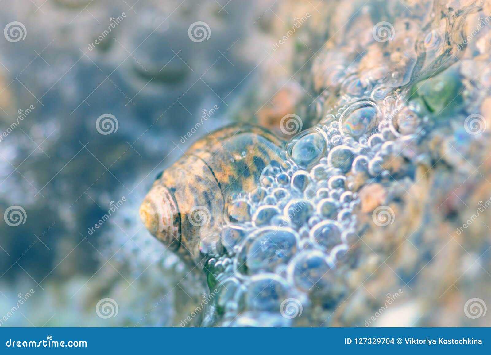 Beautiful Sea Shell on a Beach Stock Photo - Image of ocean, macro ...