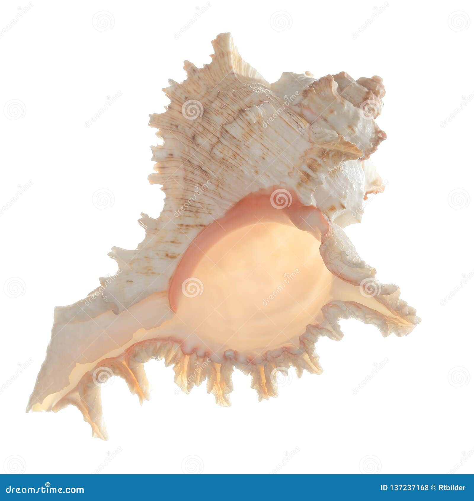 A beautiful sea-shell stock photo. Image of destinations - 137237168