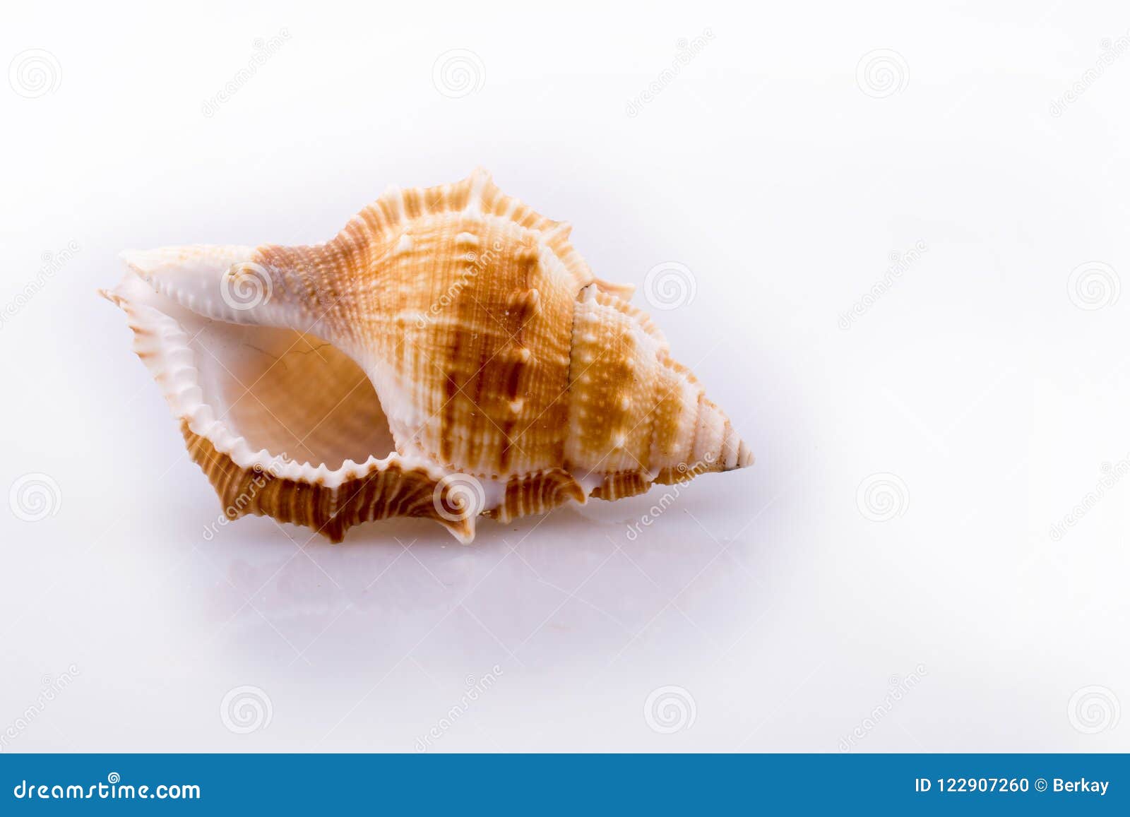 Beautiful sea shell stock photo. Image of aquatic, spiral - 122907260