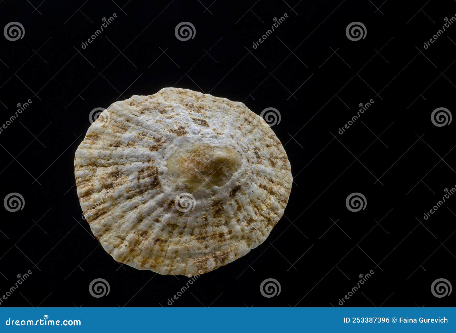 Beautiful Sea Shell on a Black Background Stock Photo - Image of ocean ...