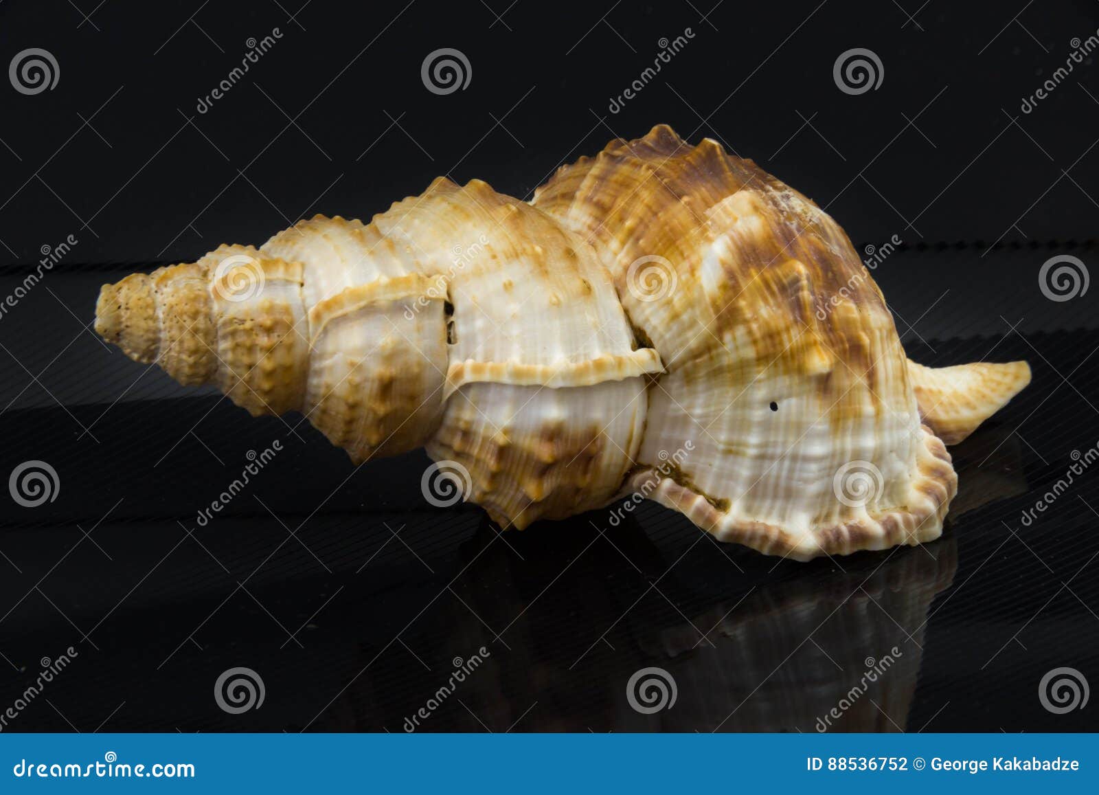 Beautiful Sea Shell on a Black Background Stock Photo - Image of ...
