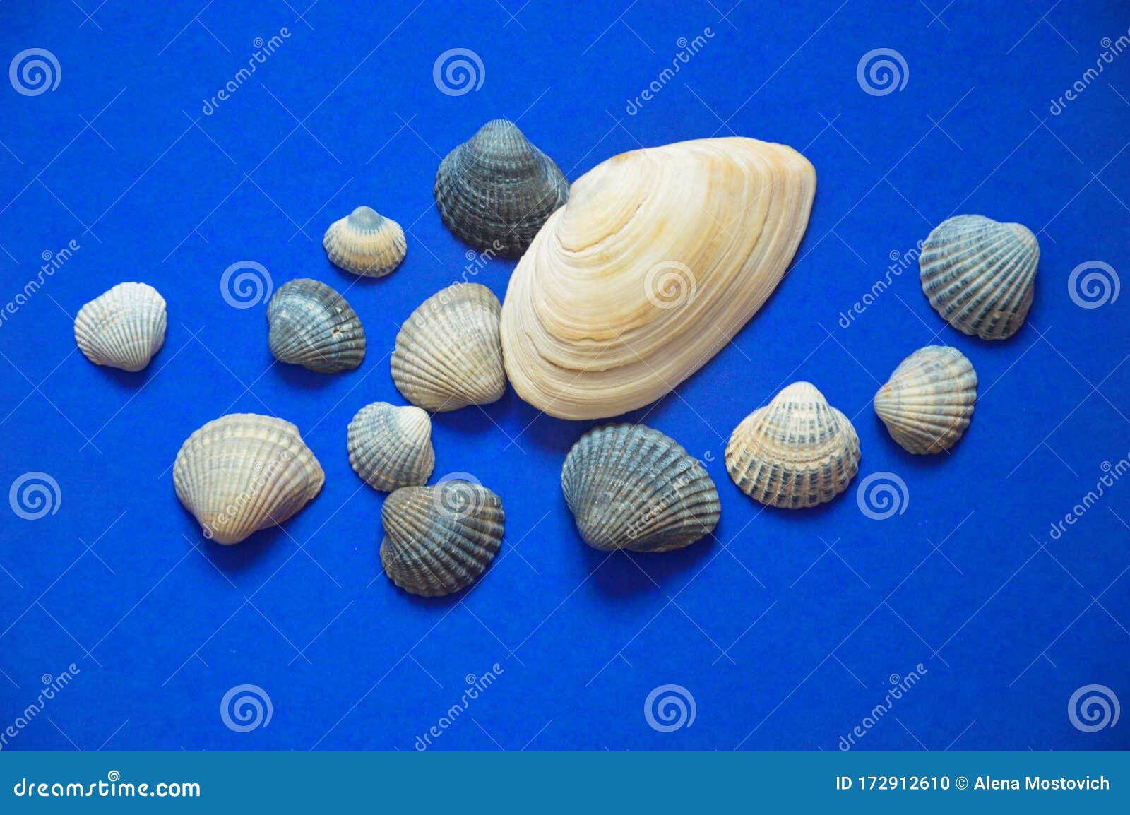 Sea Shell on a Blue Background. Stock Photo - Image of blue, backdrop ...