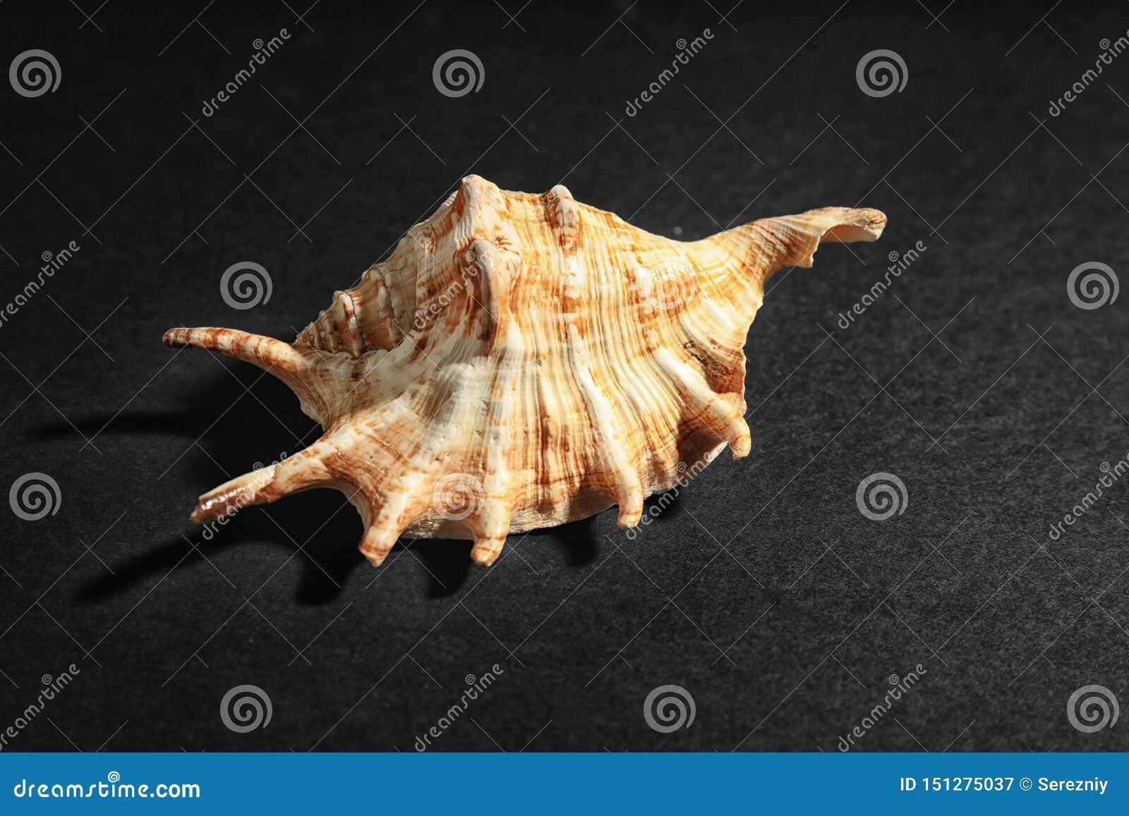 Beautiful Sea Shell on Dark Background Stock Image - Image of fauna ...