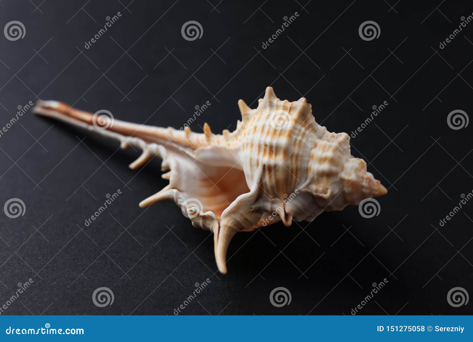 Beautiful Sea Shell on Dark Background Stock Photo - Image of ...