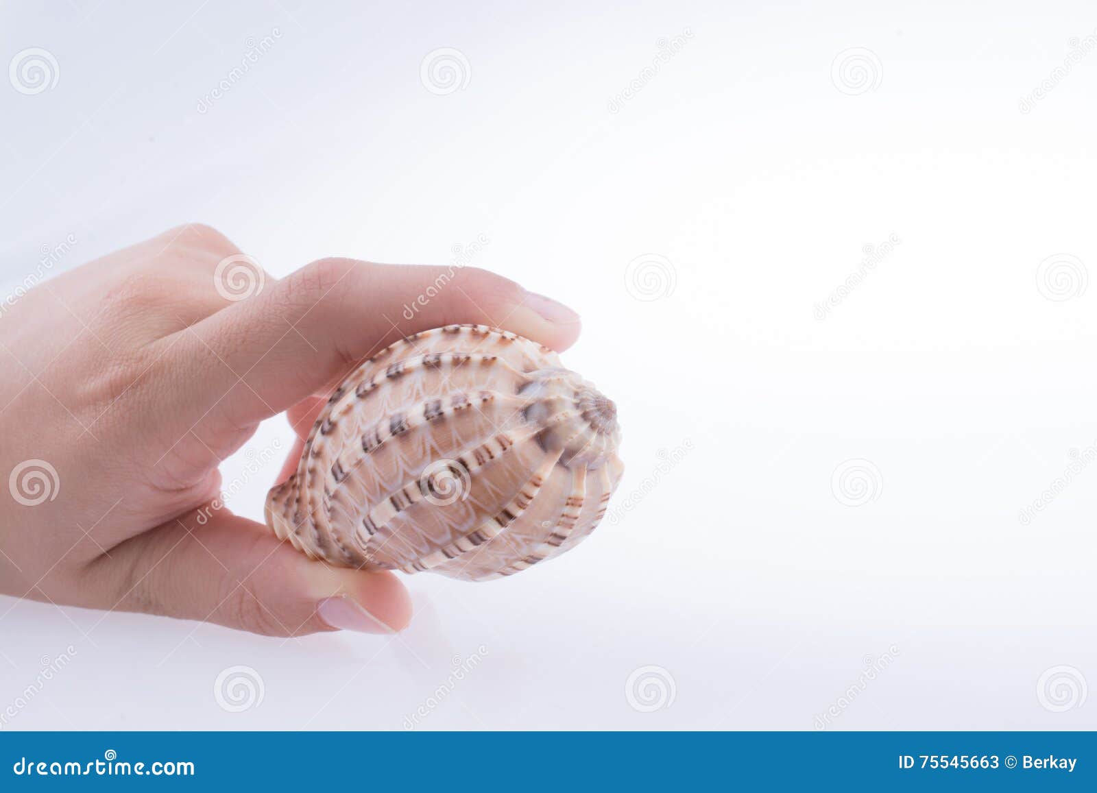 Beautiful sea shell stock image. Image of shell, marine - 75545663