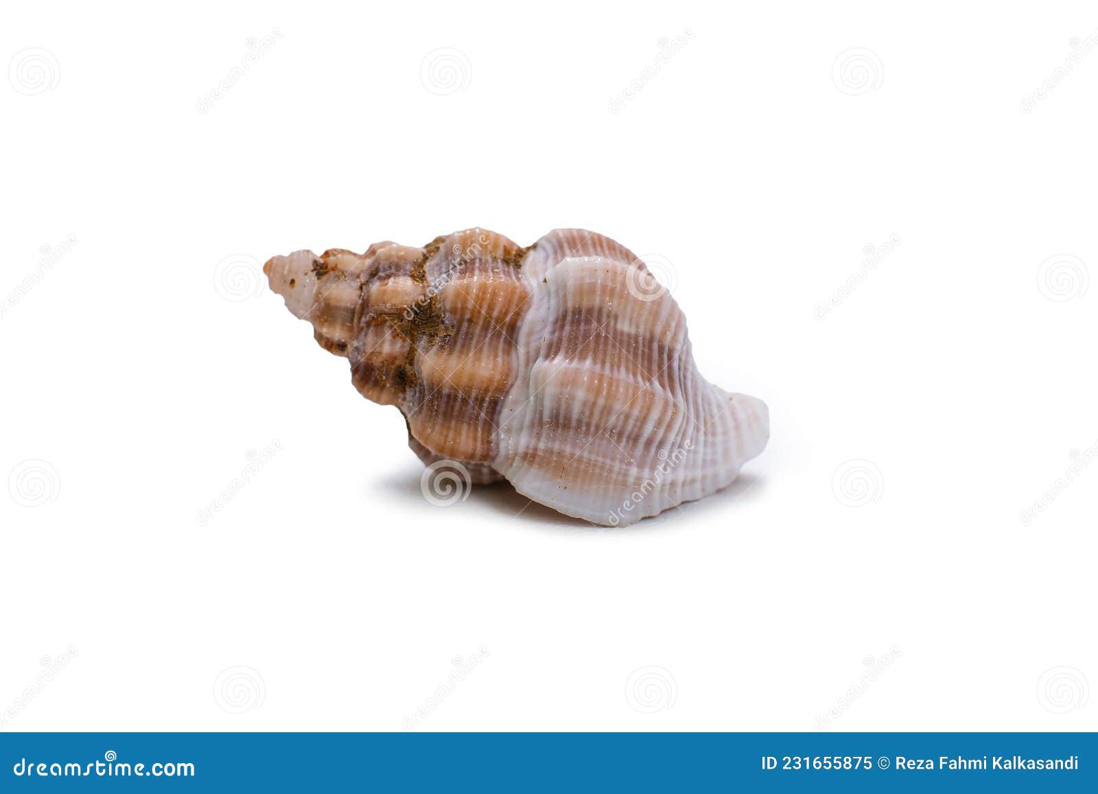 Beautiful sea shell stock image. Image of design, nature - 231655875