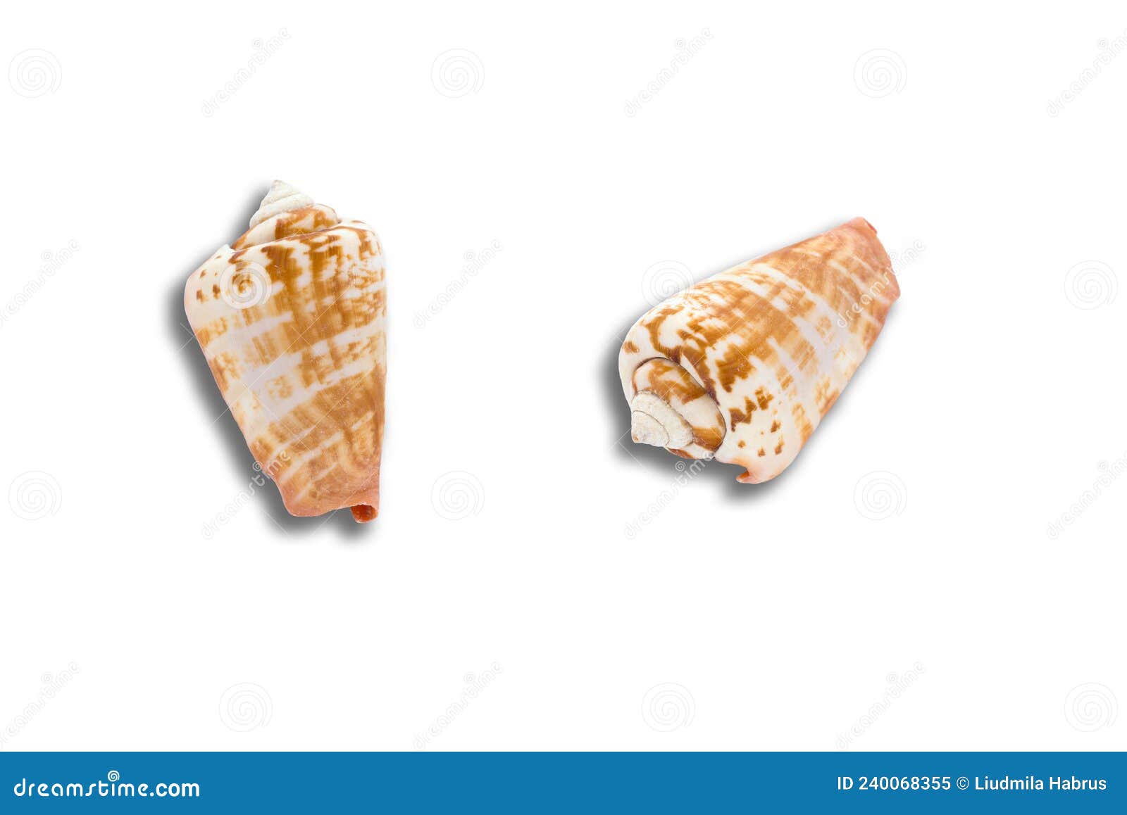 Beautiful Sea Shell Isolated on White Background Closeup Stock Image ...