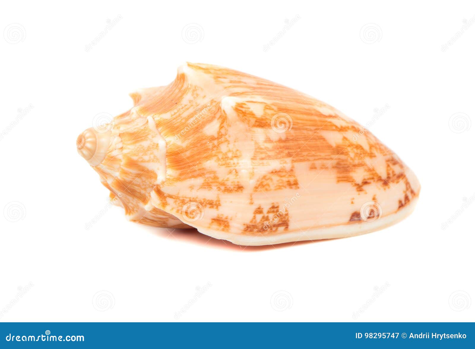 Empty seashell stock image. Image of aquatic, object - 98295747