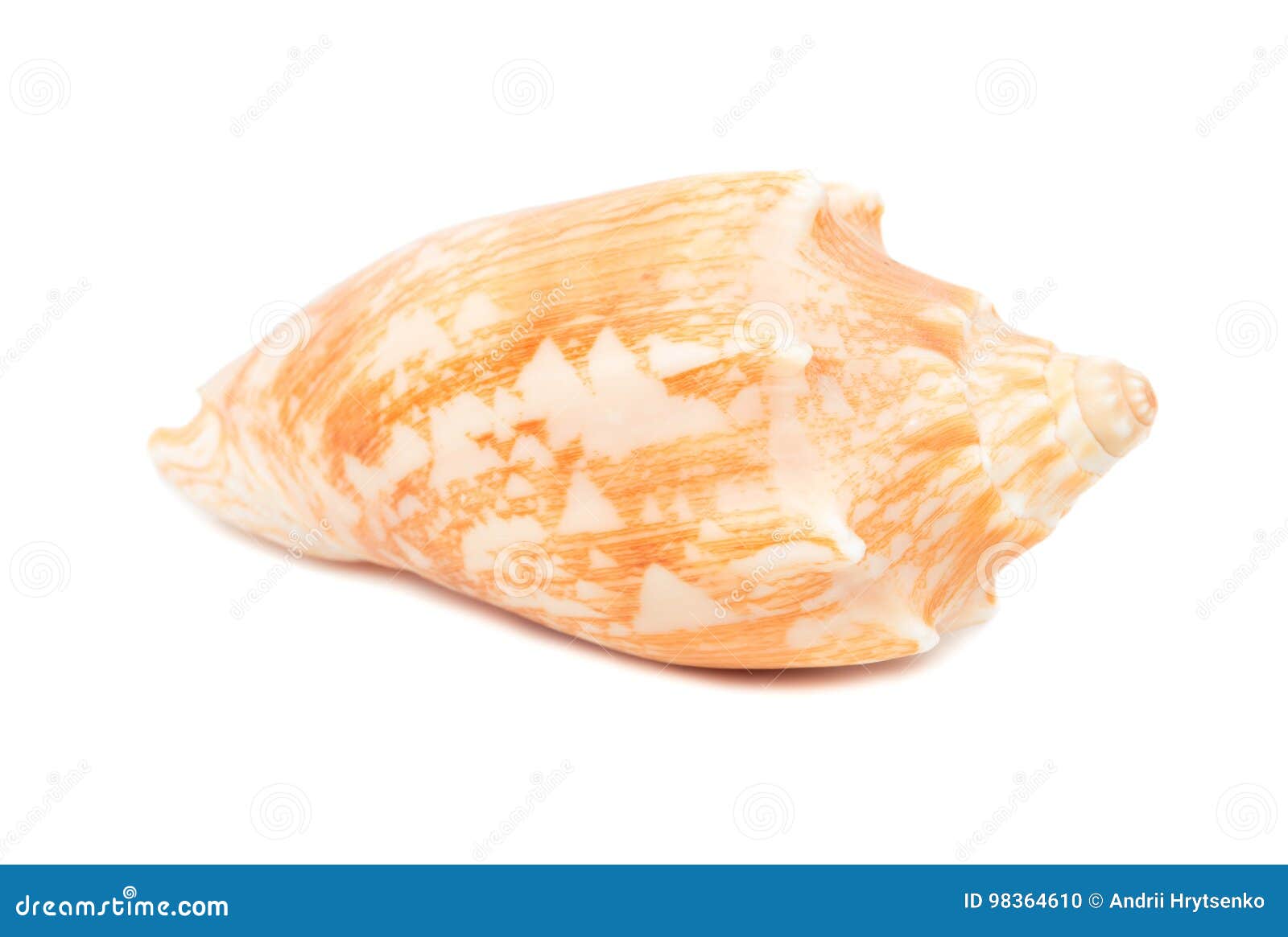 Empty seashell stock photo. Image of mollusk, shape, object - 98364610