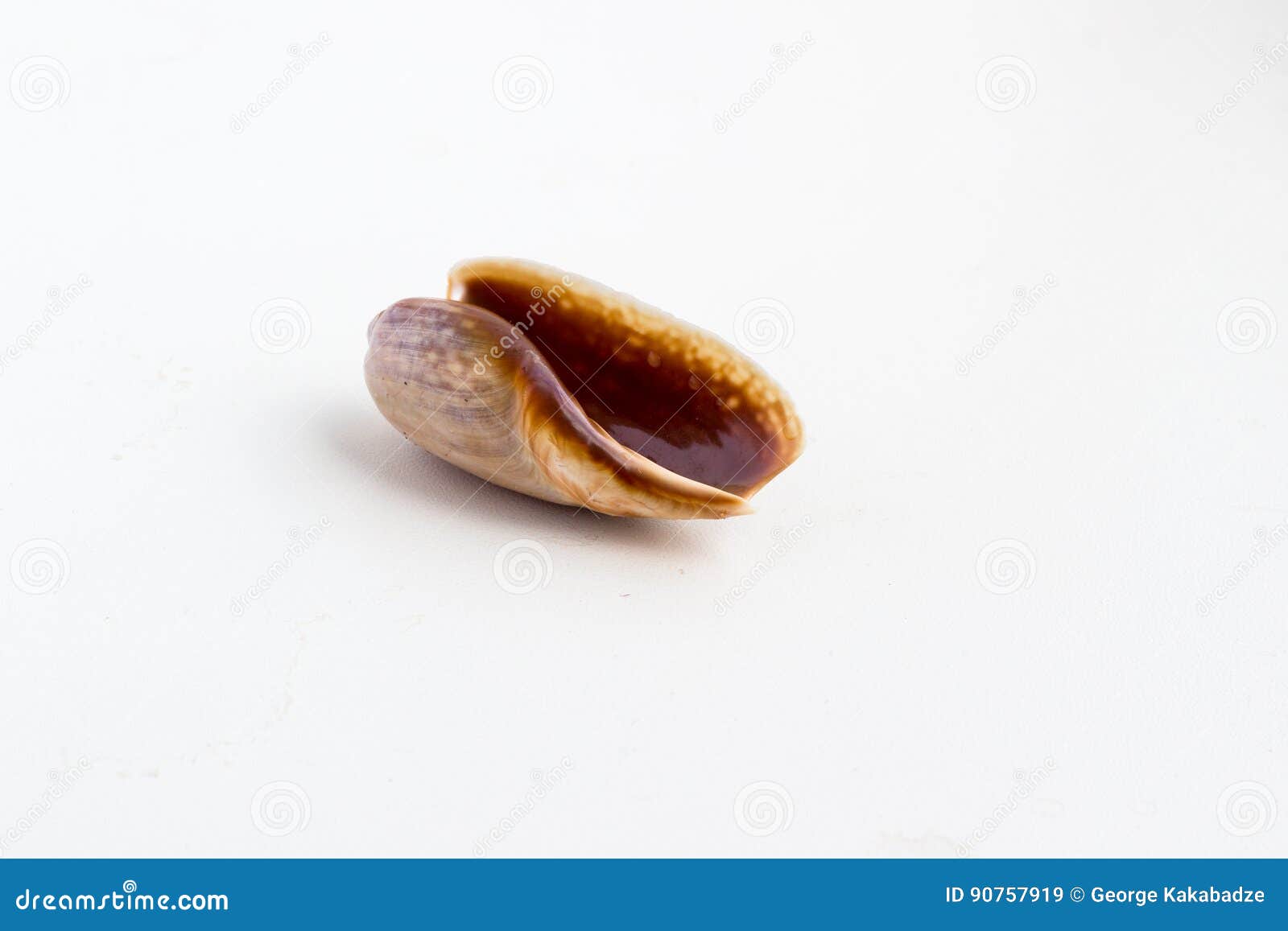 Beautiful Sea Shell from Morroco on a White Background Stock Image ...