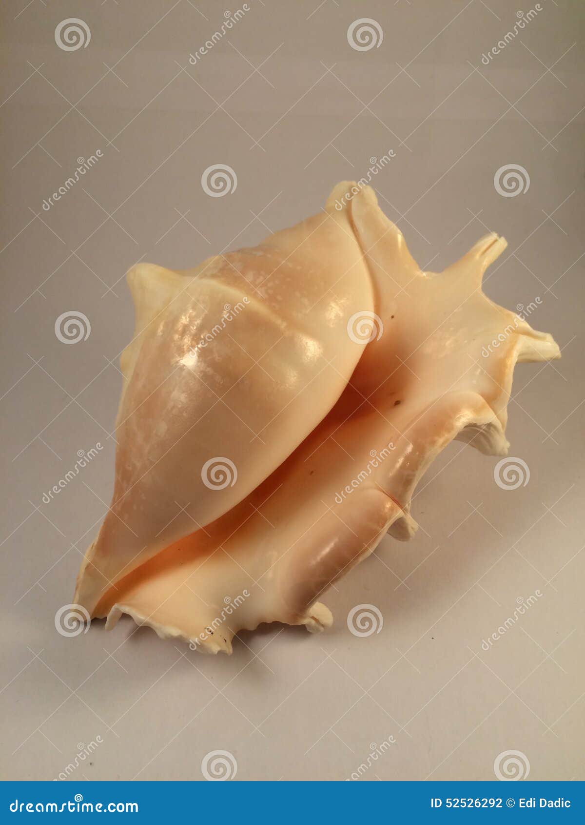 Beautiful sea shell stock photo. Image of decoration - 52526292
