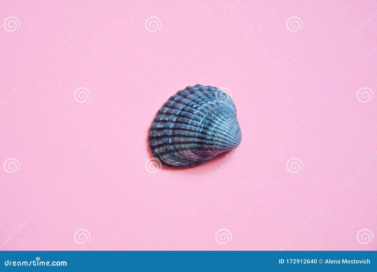 Sea Shell on a Pink Background. Stock Photo - Image of party, starfish ...