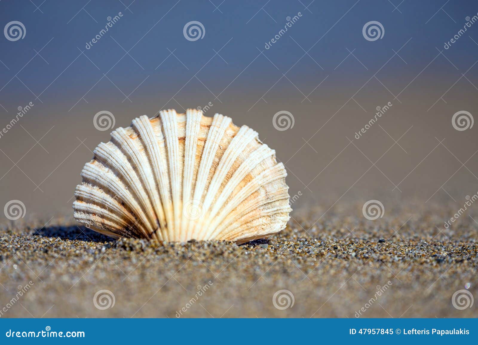 Beautiful Sea Shell on Sandy Beach Stock Image - Image of exotic ...