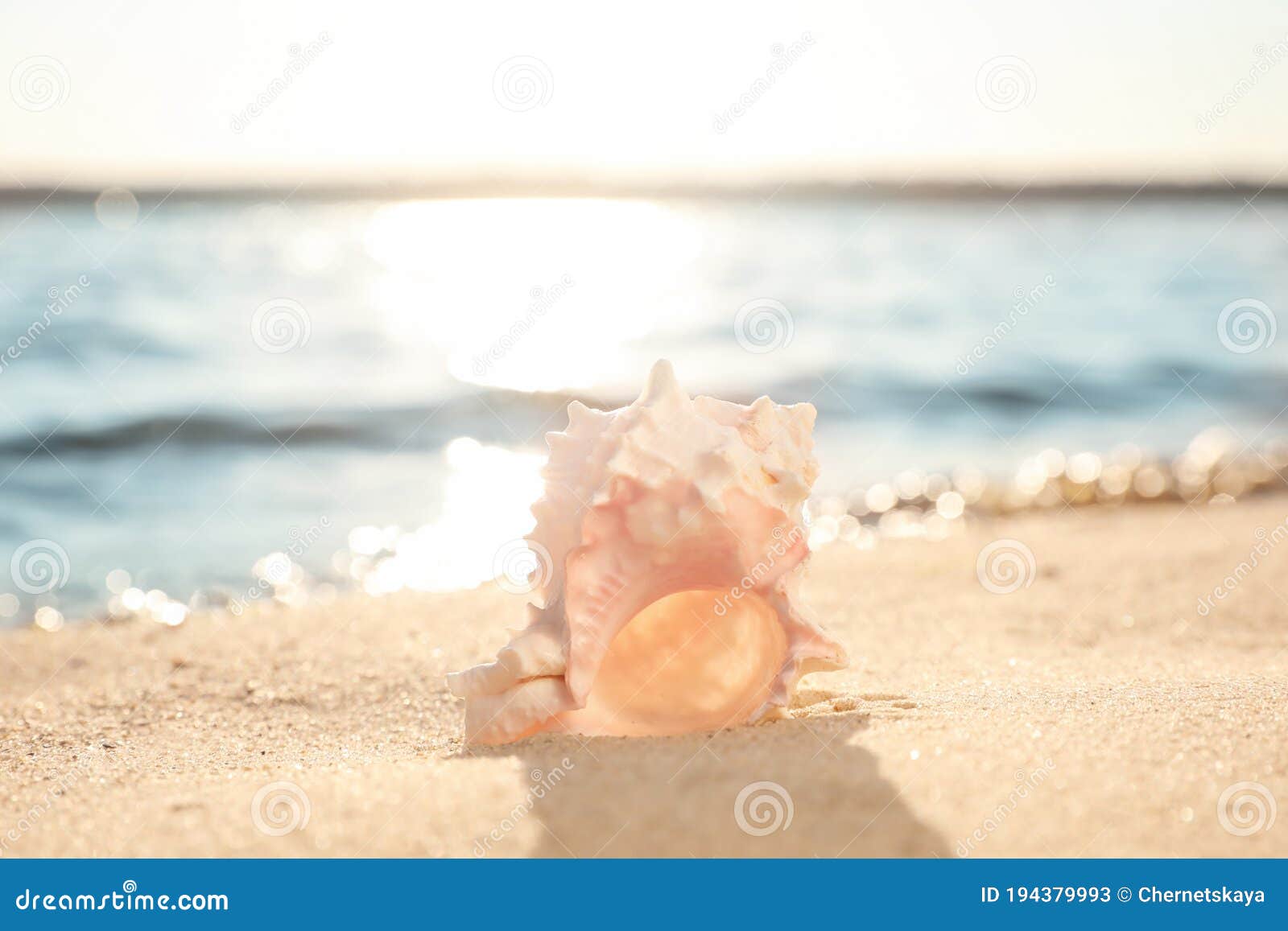 Sea Shell on Sunlit Sandy Beach Stock Image - Image of seashell ...