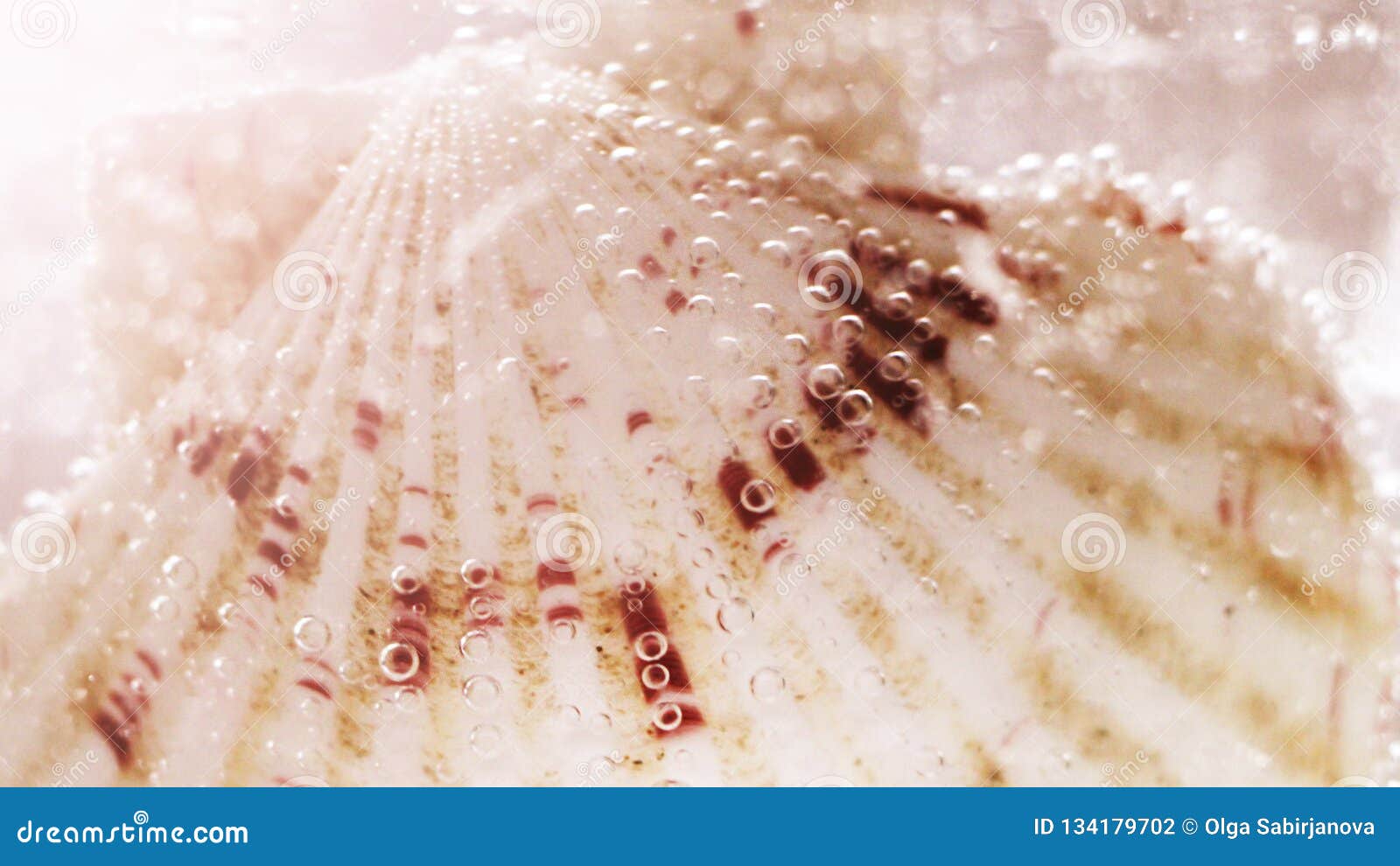 Beautiful Sea Shell in the Water with Bubbles Stock Photo - Image of ...