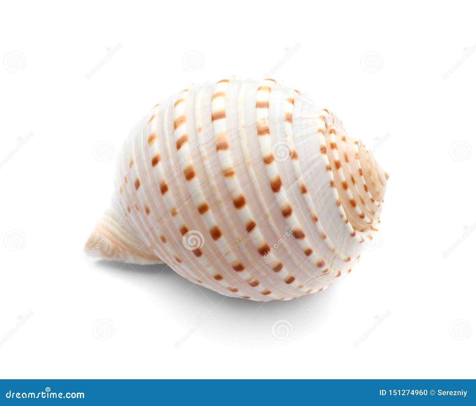 Beautiful Sea Shell on White Background Stock Photo - Image of white ...