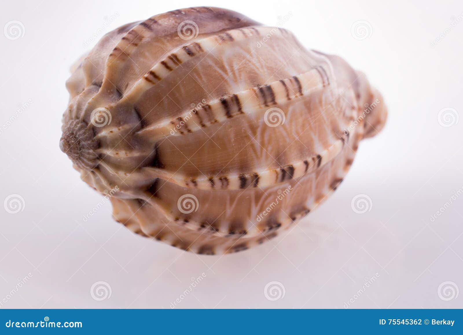Beautiful sea shell stock photo. Image of animal, water - 75545362