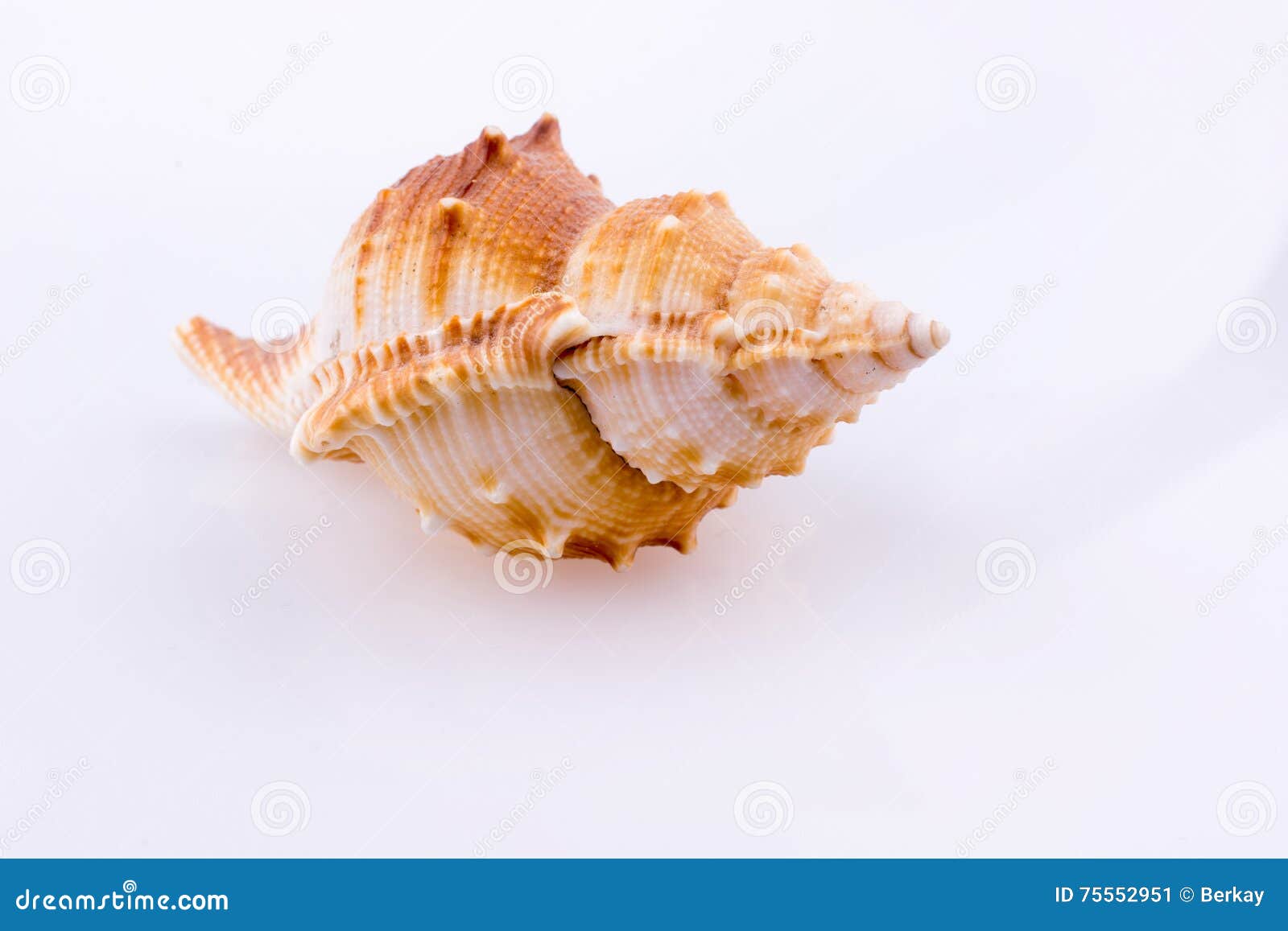 Beautiful sea shell stock image. Image of beach, white - 75552951