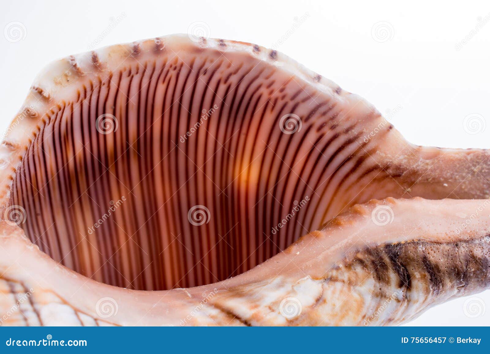 Beautiful sea shell stock image. Image of design, object - 75656457