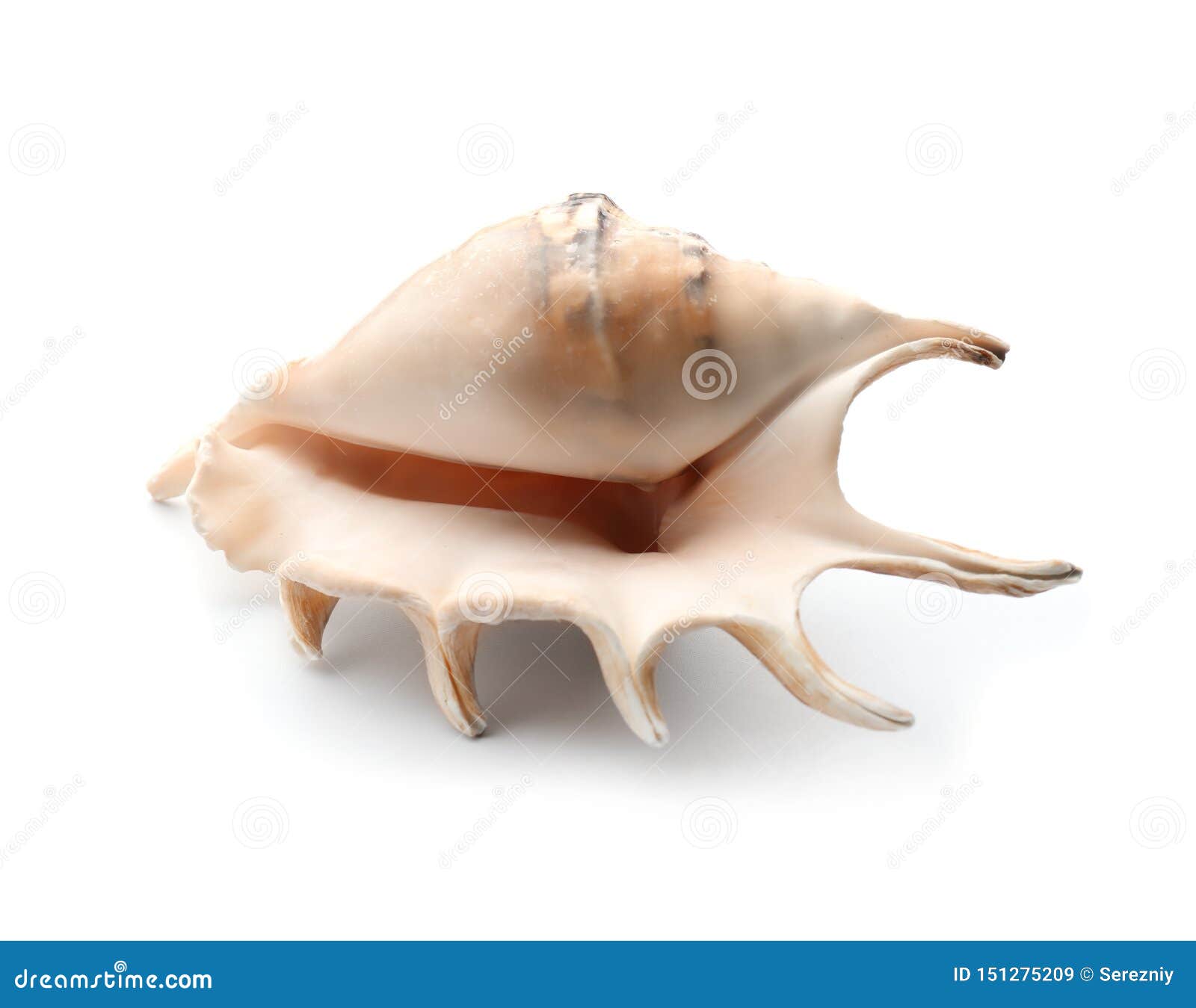 Beautiful Sea Shell on White Background Stock Image - Image of mollusk ...