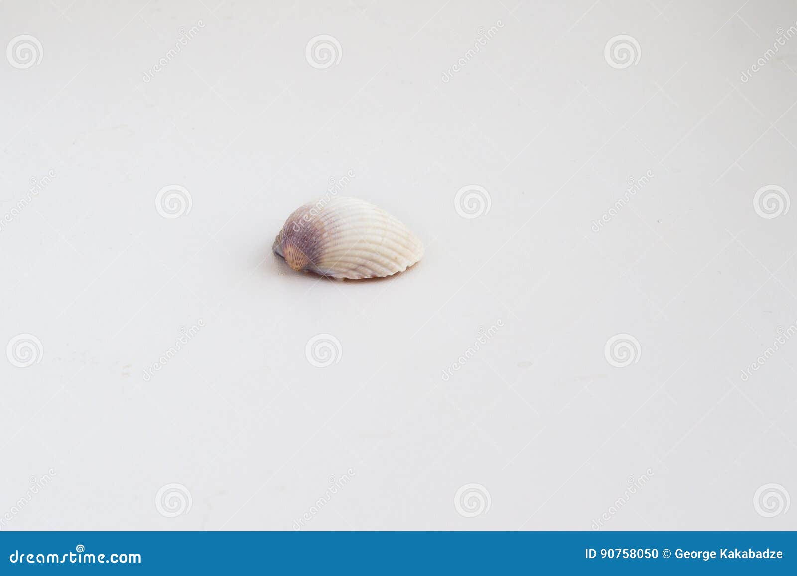 Beautiful Sea Shell on a White Background Stock Photo - Image of shell ...
