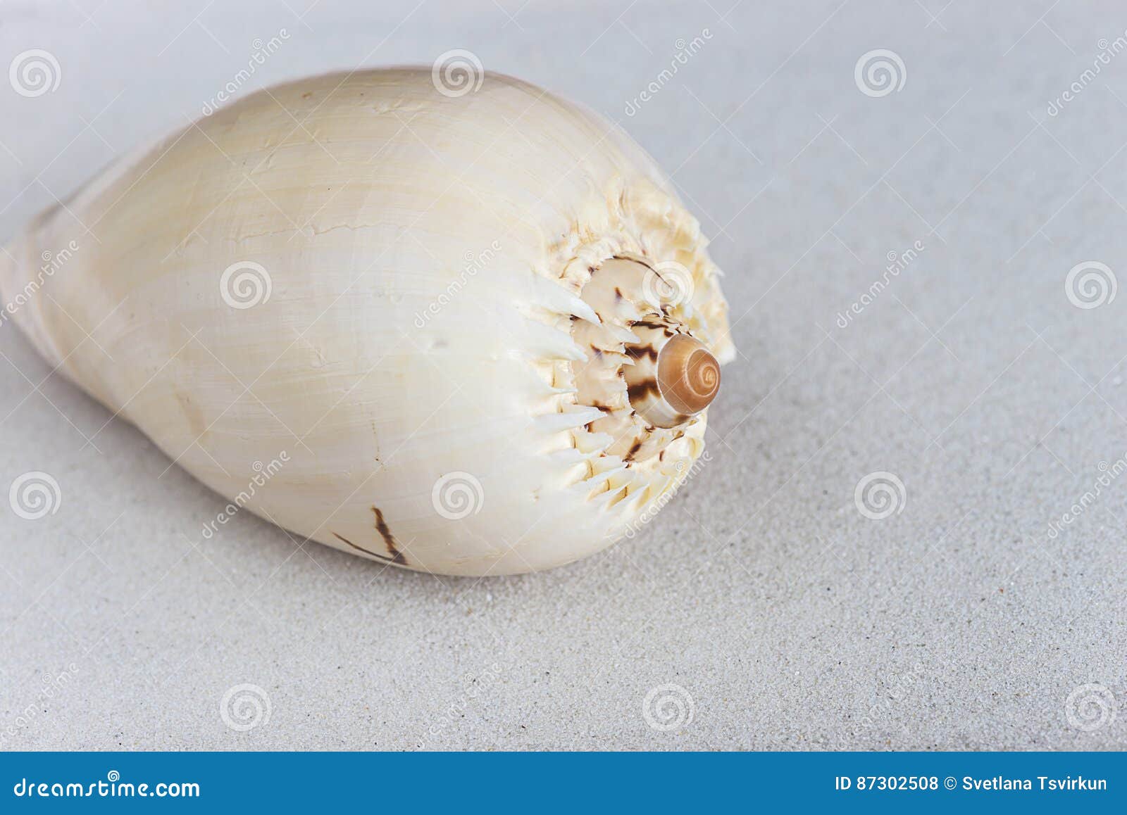 Beautiful sea shell stock photo. Image of beautiful, holiday - 87302508