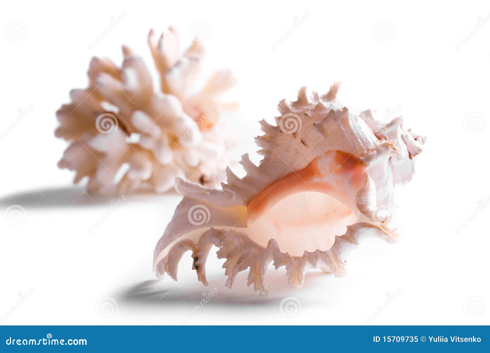 Beautiful sea shells stock image. Image of objects, diving - 15709735