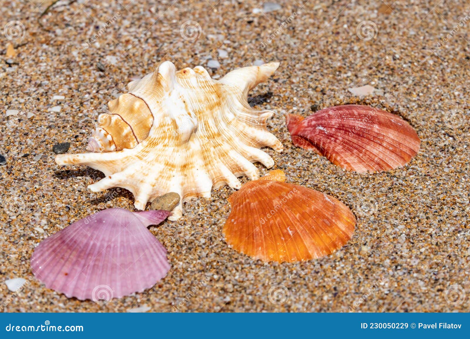 Beautiful Sea Shells on the Beach Lying on the Sand on a Sunny Day. Sea ...