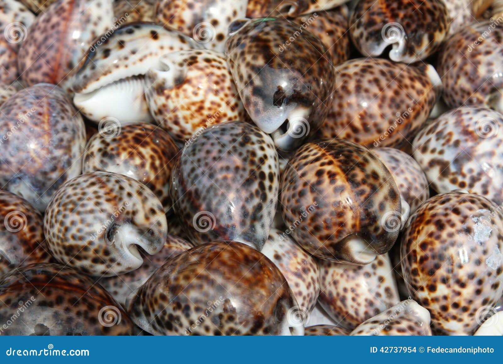 Beautiful Sea Shells Collected in the Ocean for Collectors Stock Photo ...