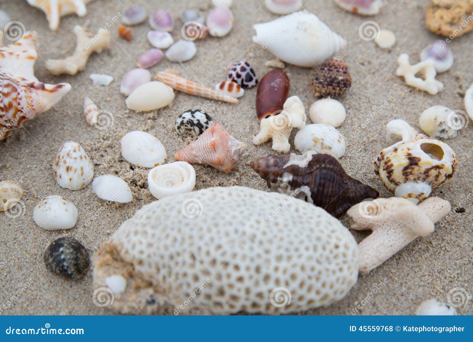 Beautiful sea shells. stock photo. Image of macro, pattern - 45559768