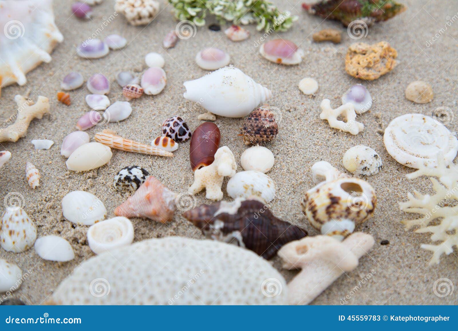 Beautiful sea shells. stock image. Image of coast, exotic - 45559783