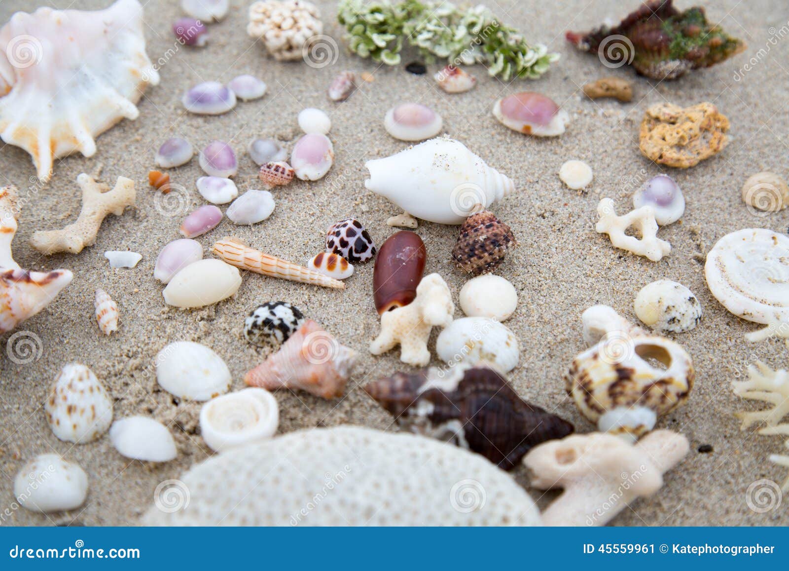 Beautiful sea shells. stock image. Image of coral, coast - 45559961