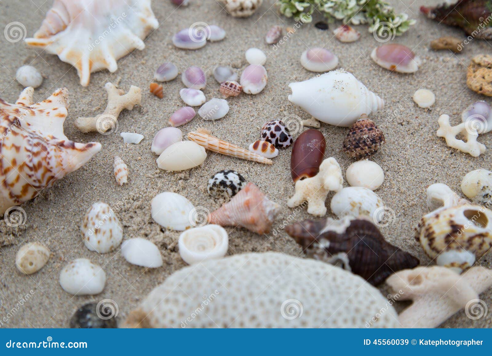 Beautiful sea shells. stock image. Image of environment - 45560039
