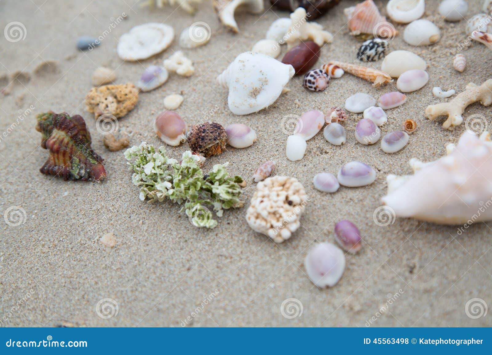 Beautiful sea shells. stock photo. Image of ocean, border - 45563498