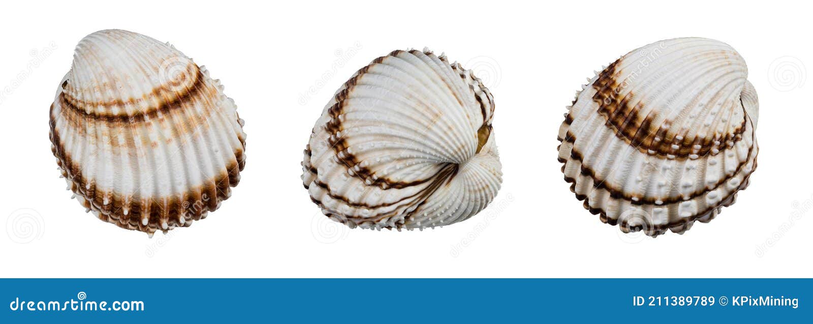 Beautiful Sea Shells of Common Cockle Isolated on a White Background ...