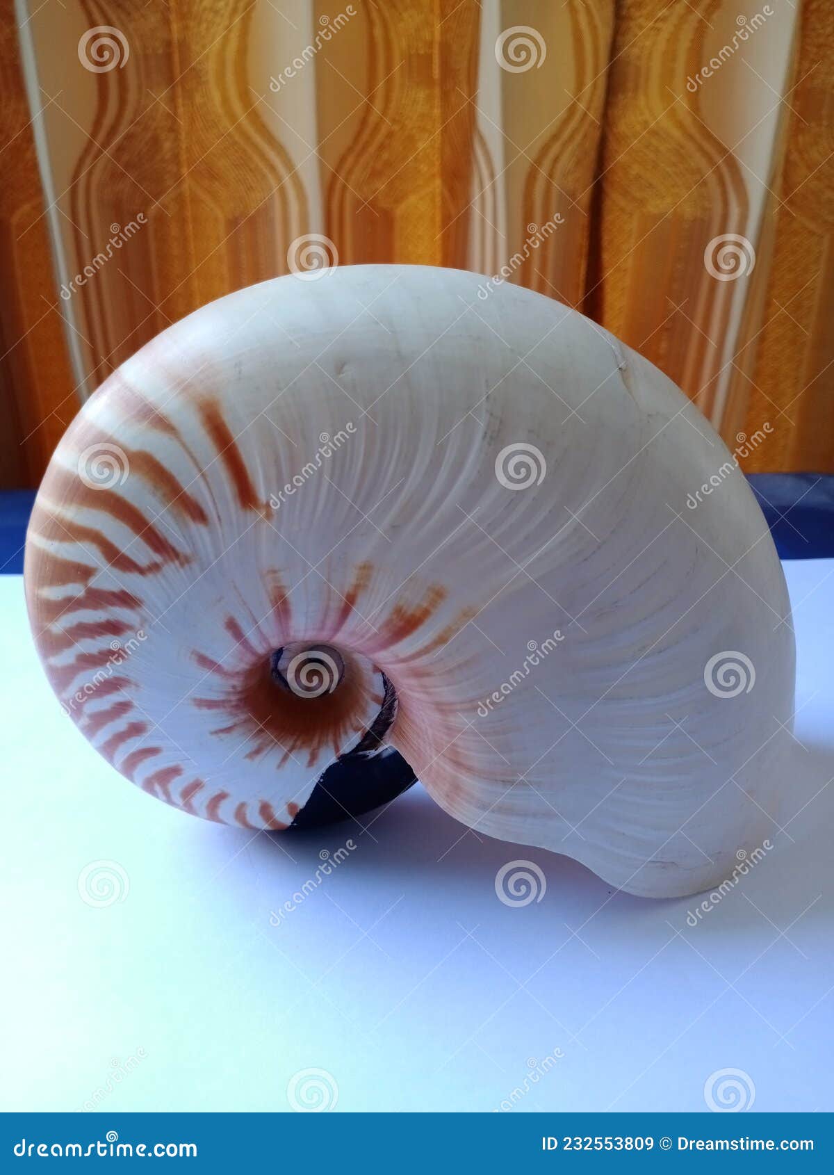 Beautiful Sea Shells from Indonesia Nautilus Stock Image - Image of ...