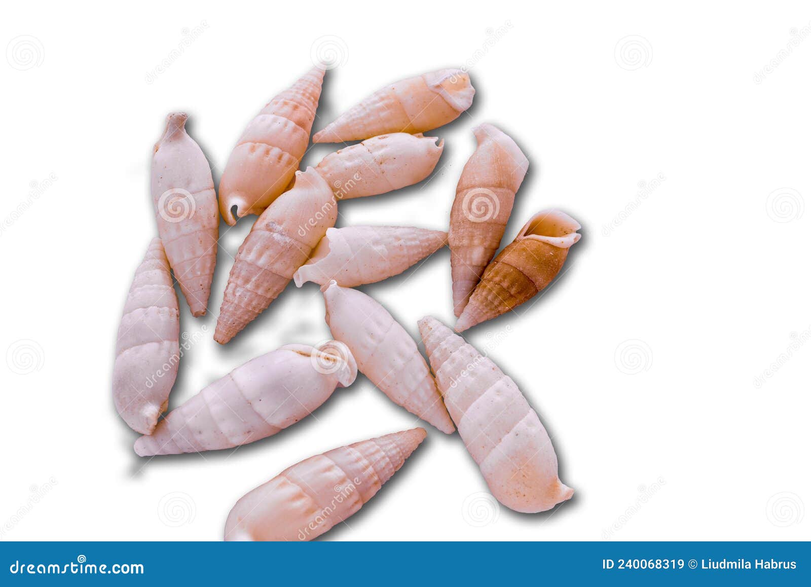 Beautiful Sea Shells Isolated on White Background Closeup Stock Image ...