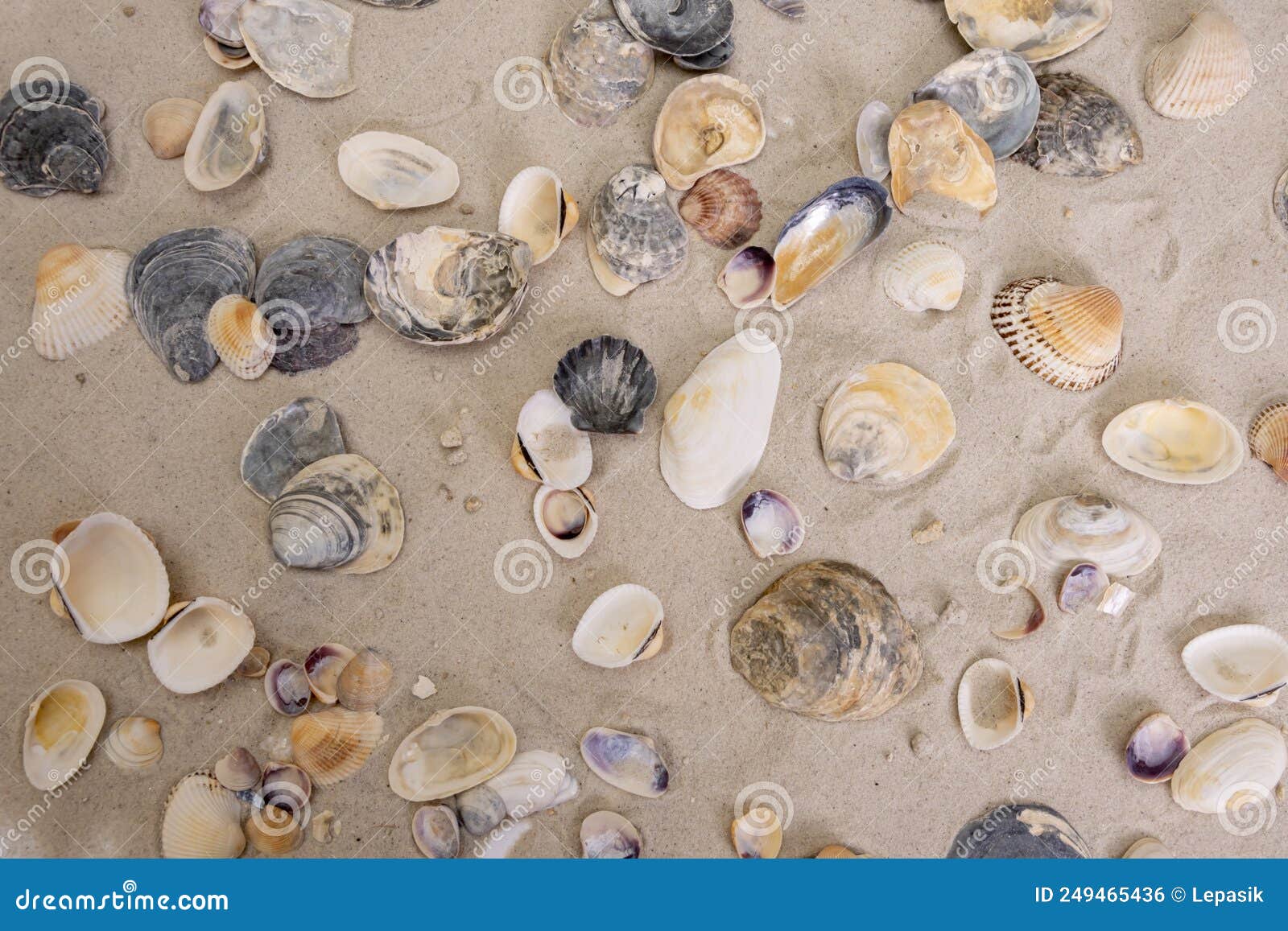 Beautiful Sea Shells Lie on the White Sand on the Beach. Stock Photo ...