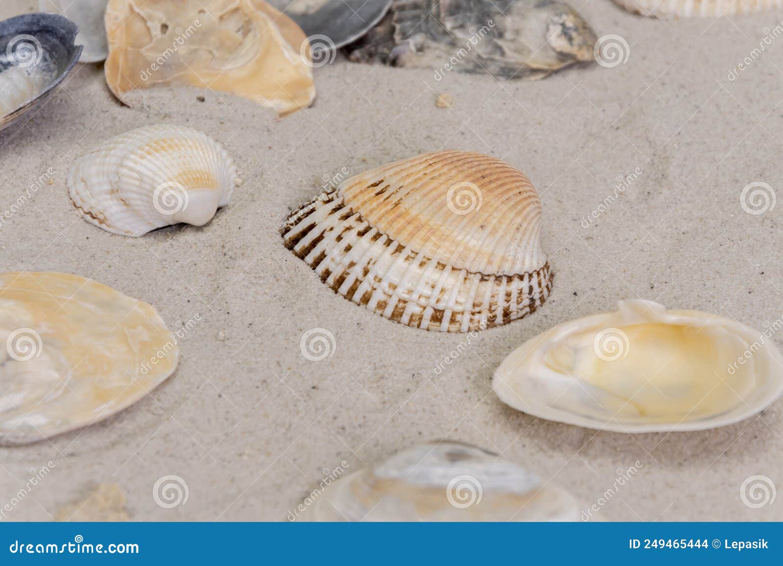 Beautiful Sea Shells Lie on the White Sand on the Beach. Stock Photo ...
