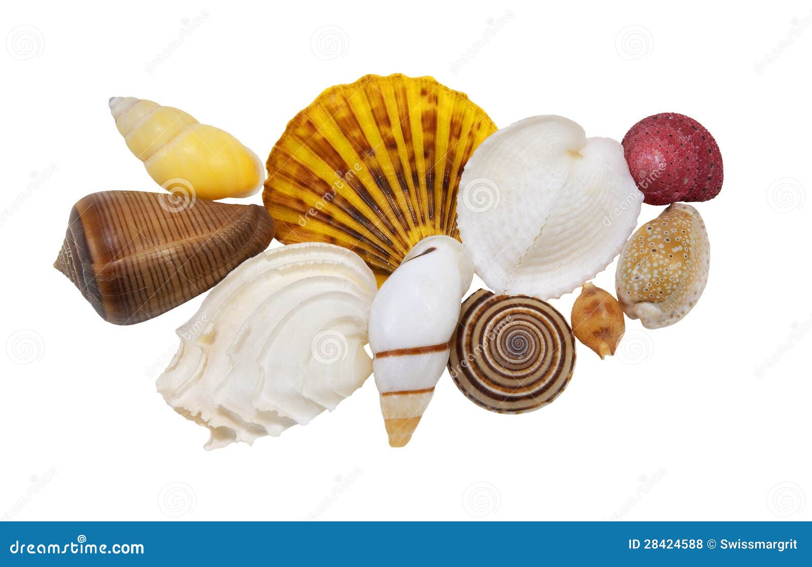 Beautiful Sea Shells On A White Background Stock Photo - Image of snail ...