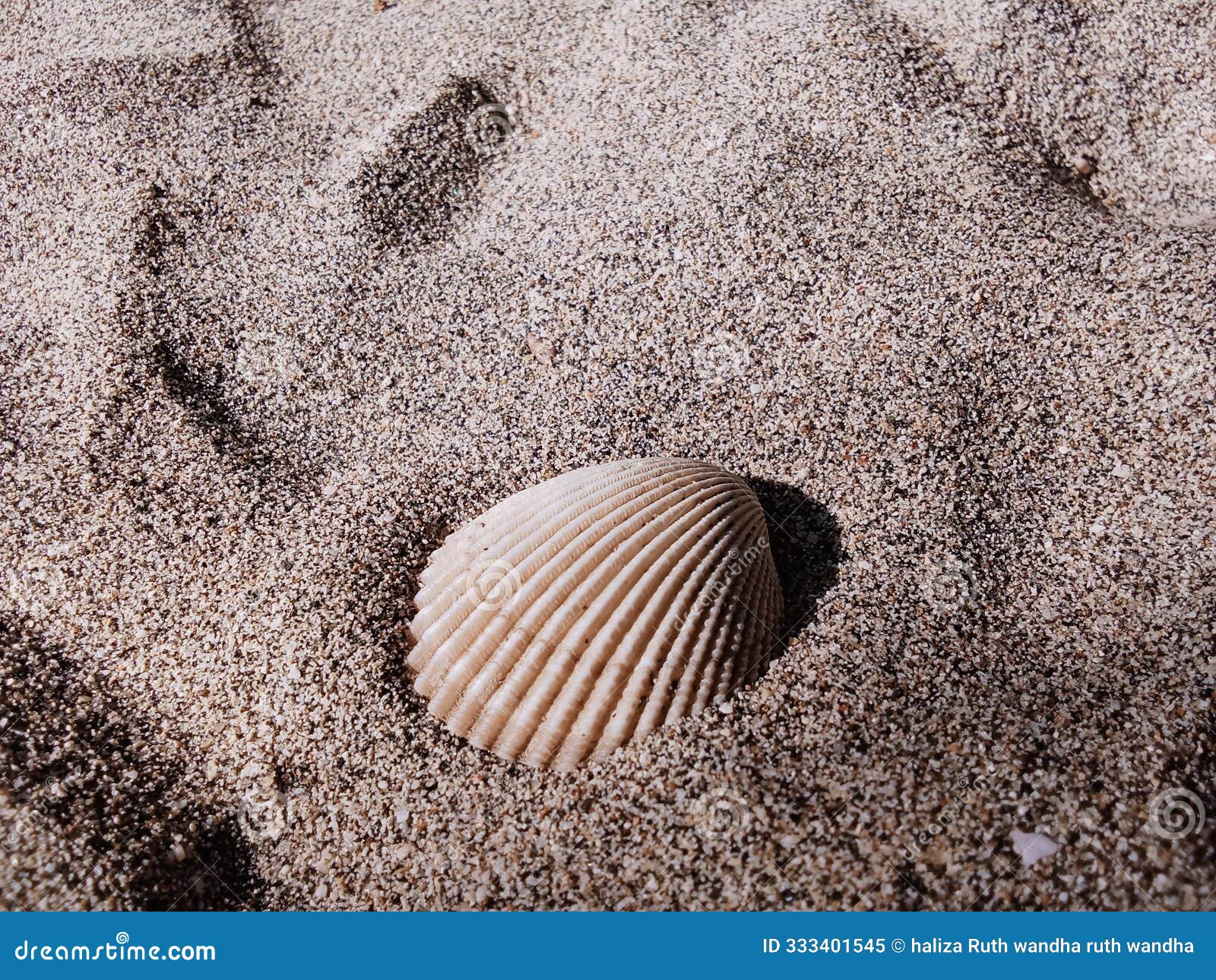 Beautiful Sea Shells on White Beach Sand with Beautiful Shadows Stock ...